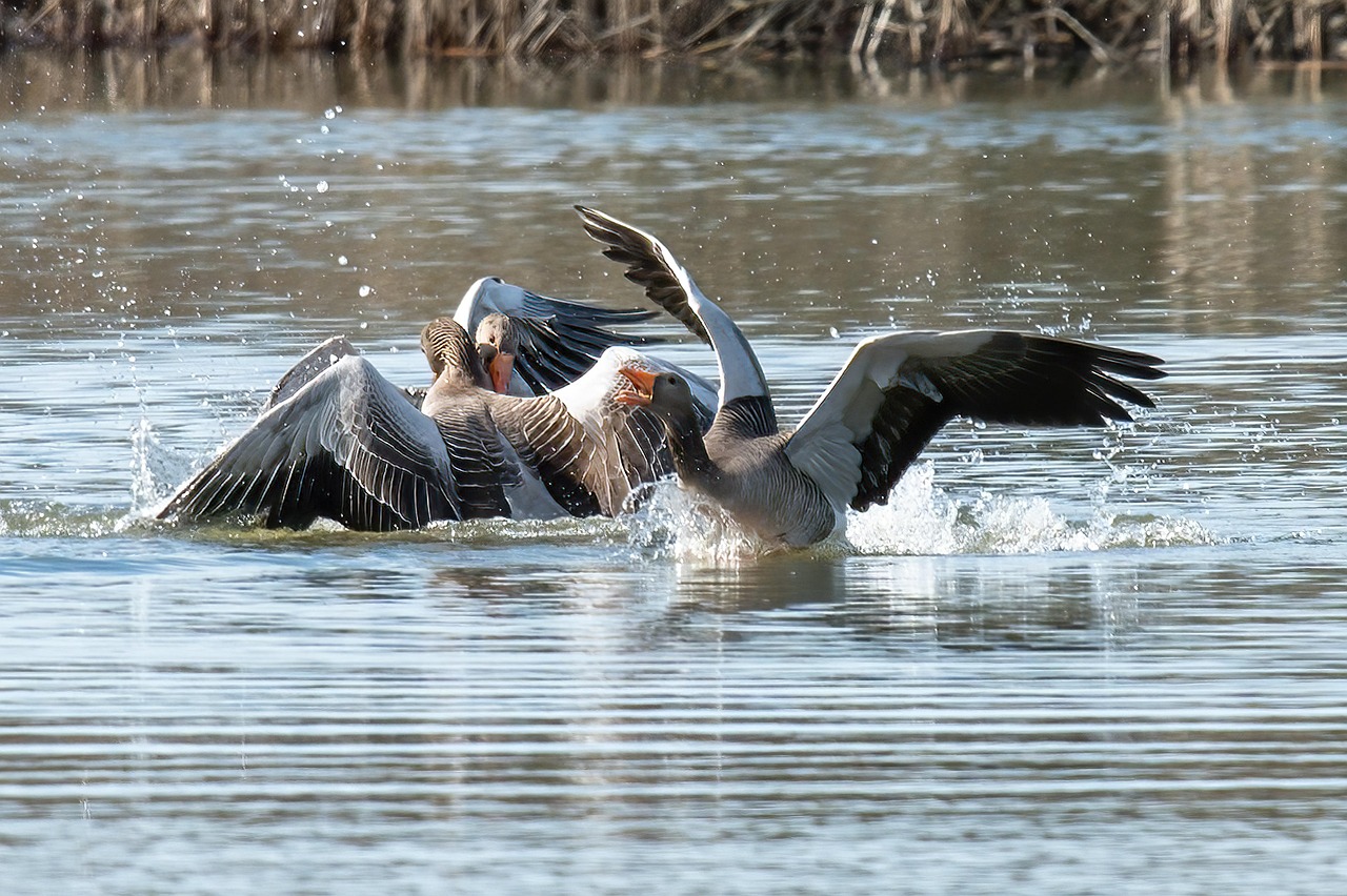 Wild Geese Migratory Birds - Free photo on Pixabay - Pixabay