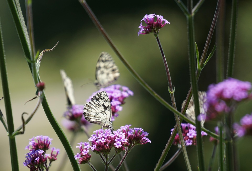 Flowers Butterflies Pollination - Free photo on Pixabay