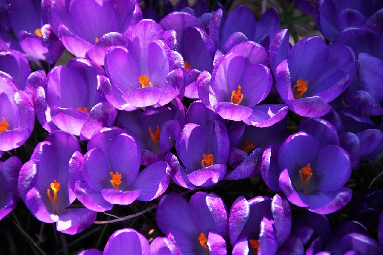 Flowers Crocuses Bloom - Free photo on Pixabay