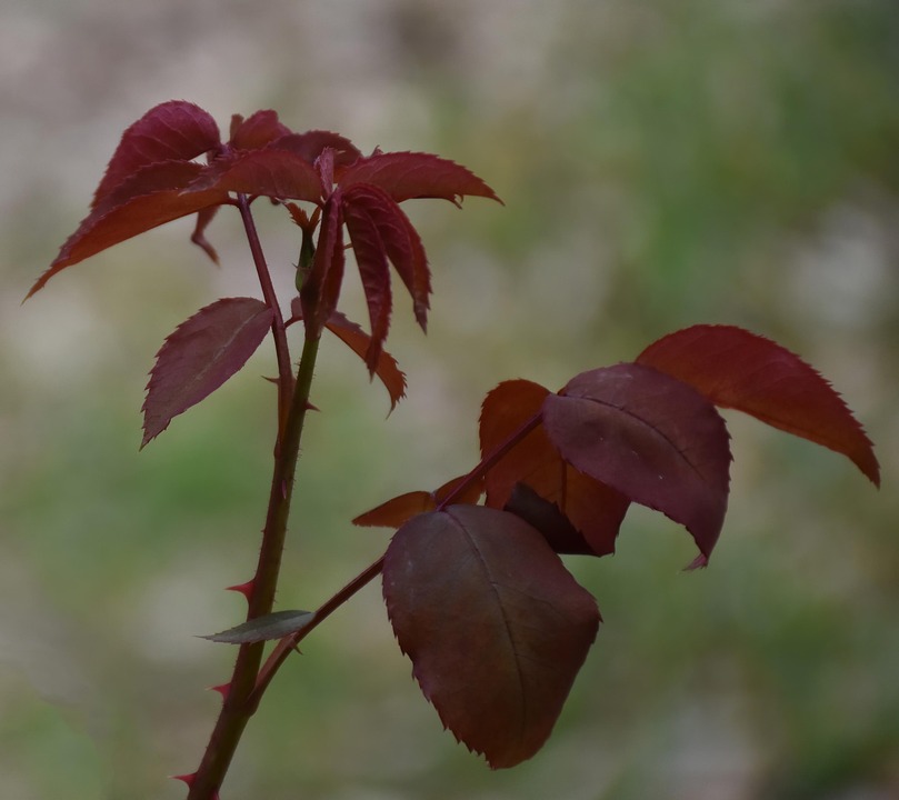 Rose Bush Vine Thorns - Free photo on Pixabay