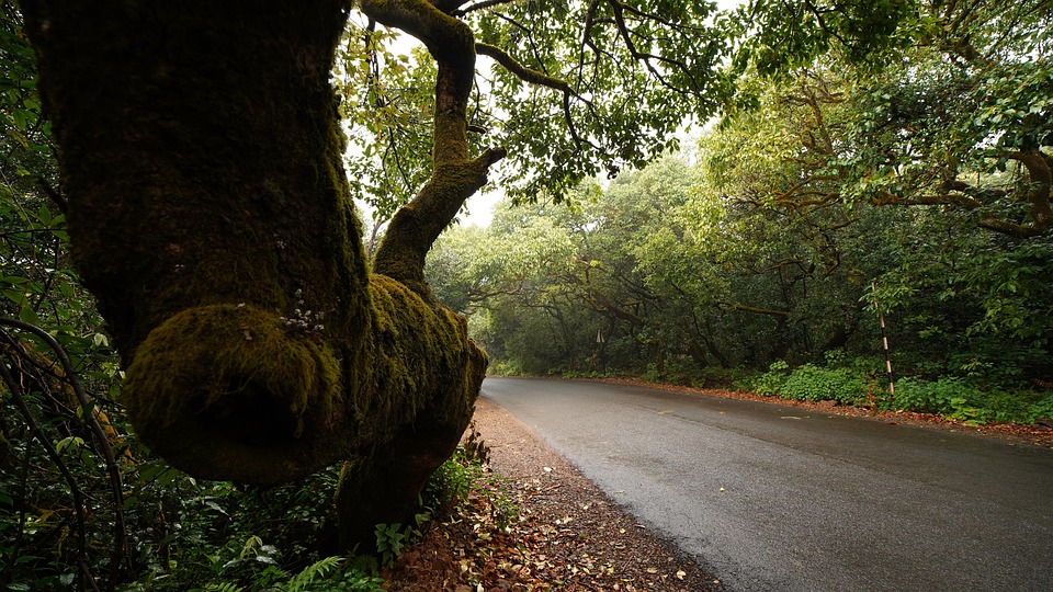 Jungle Road In The - Free photo on Pixabay - Pixabay