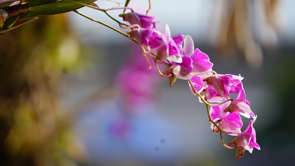 Orchidée La Nature Fleur - Photo gratuite sur Pixabay - Pixabay