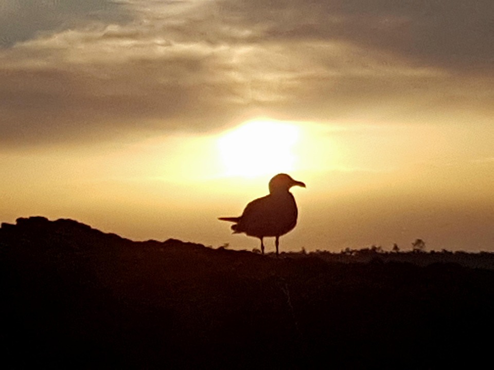 Ave Pajaro Naranja - Foto gratis en Pixabay - Pixabay