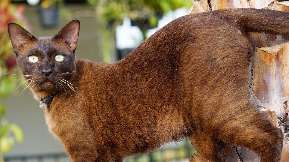 Cat Suphalak The Thai - Free photo on Pixabay