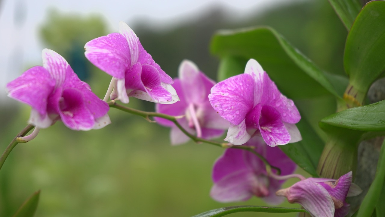 Orchidée La Nature Fleur - Photo gratuite sur Pixabay - Pixabay