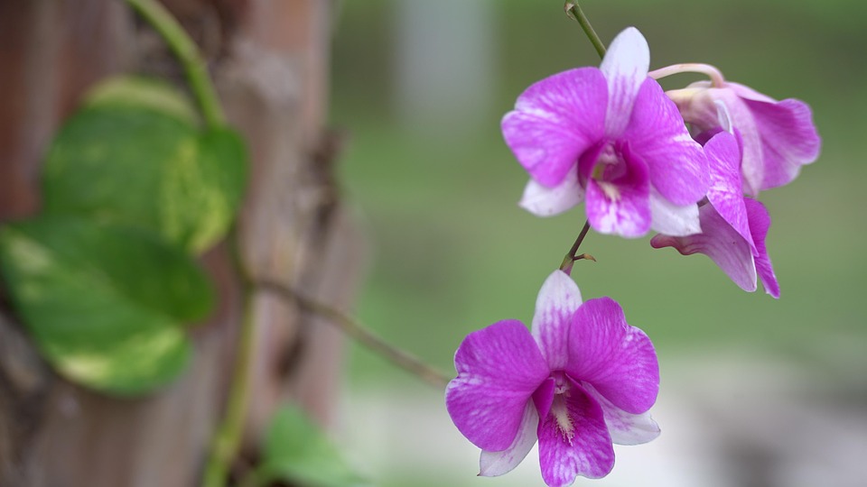 Orchidée La Nature Fleur - Photo gratuite sur Pixabay - Pixabay