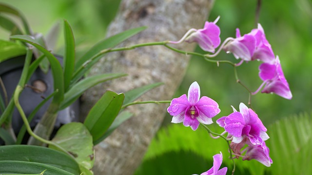 Orchidée La Nature Fleur - Photo gratuite sur Pixabay - Pixabay