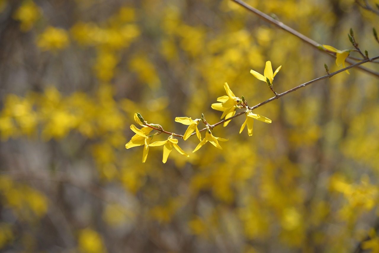 Golden Bells Flowering Shrubs - Free photo on Pixabay - Pixabay