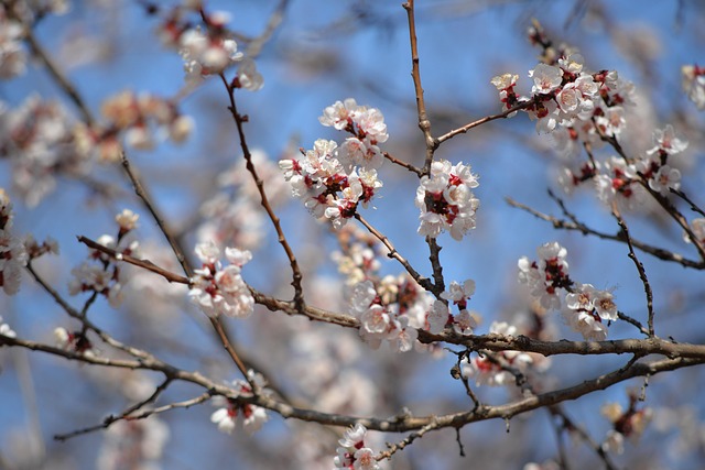 Flowers Branch Tree - Free photo on Pixabay