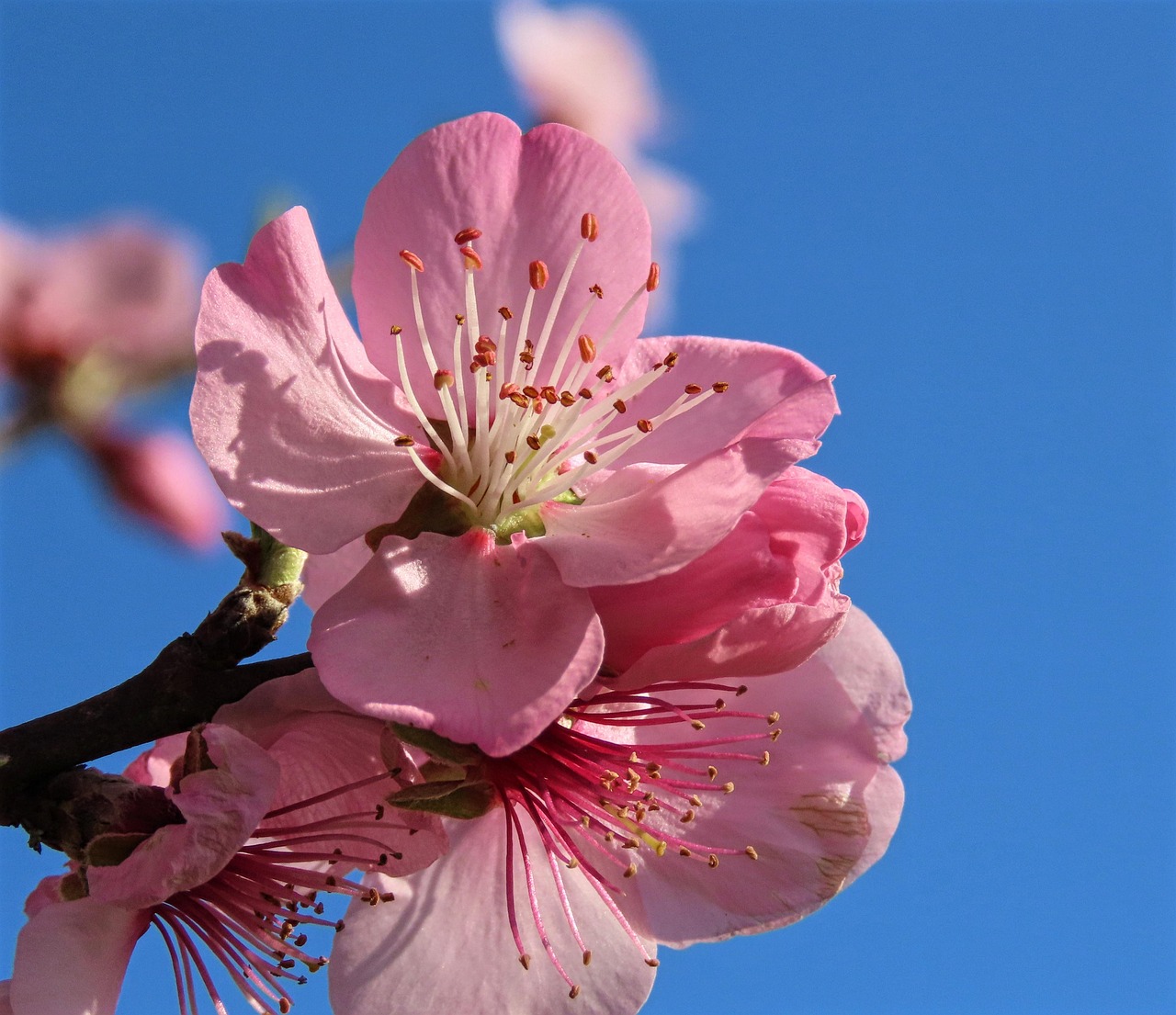 Roze Bloem Detailopname - Gratis foto op Pixabay - Pixabay