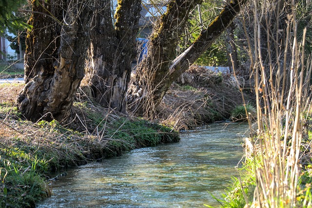 Stream Trees Reed - Free photo on Pixabay