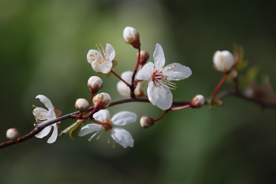 Flowers Botany Cherry Blossom - Free photo on Pixabay