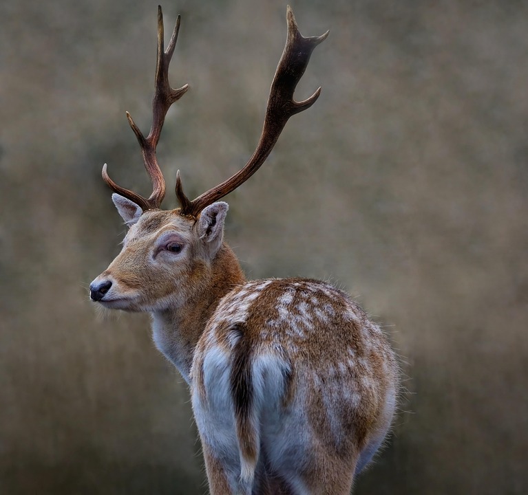 Animal Mammal Deer - Free photo on Pixabay