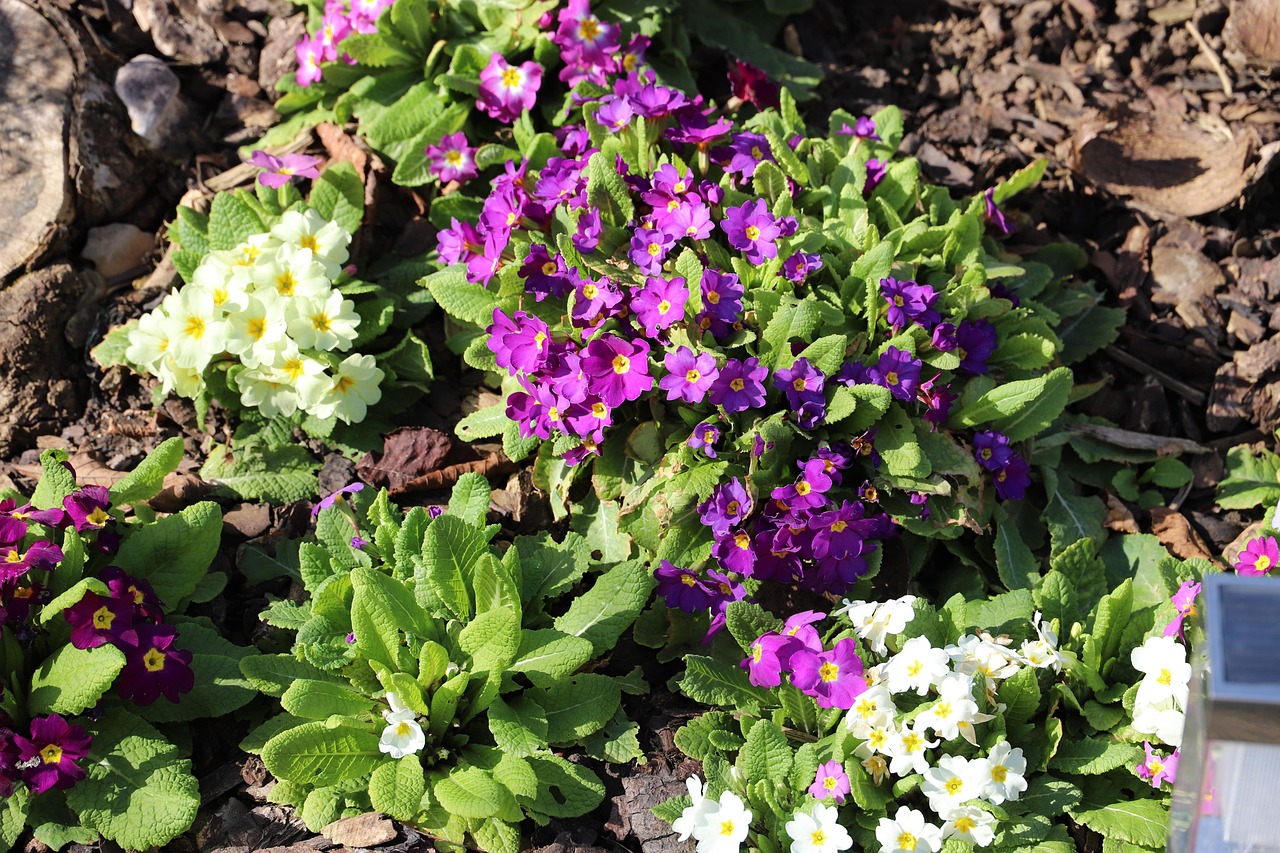 Blumen Frühling Natur Blume - Kostenloses Foto auf Pixabay - Pixabay