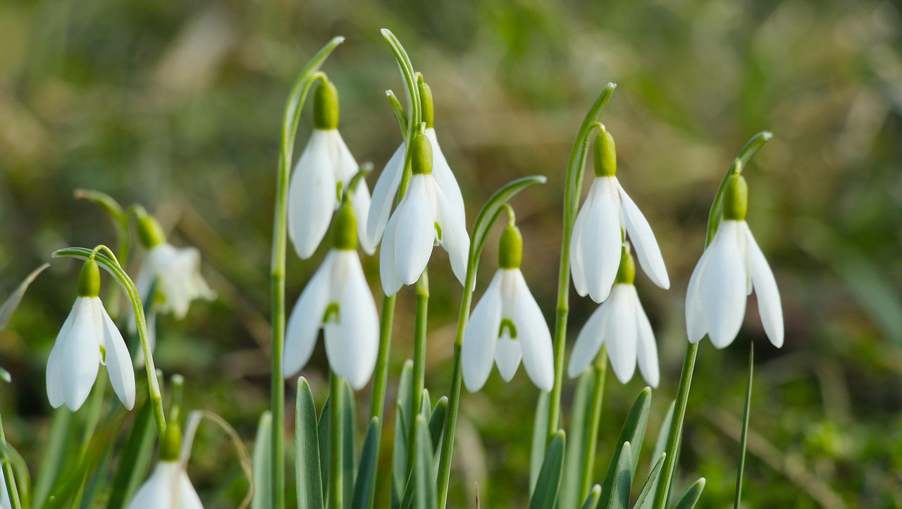 Sneeuwklokjes Bloemen De Lente - Gratis foto op Pixabay - Pixabay