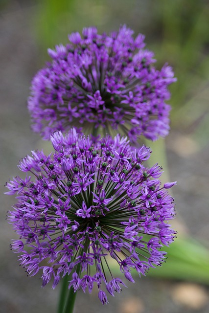 Flower Leek Botanical Garden - Free photo on Pixabay - Pixabay