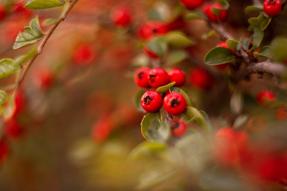 Berries Branches Nature - Free photo on Pixabay - Pixabay