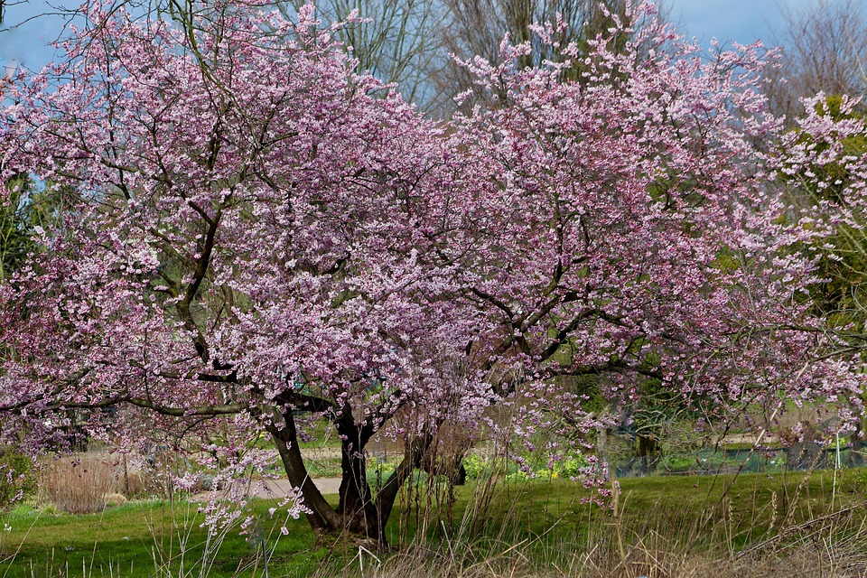 Prunus Árbol De Almendra Flor - Foto gratis en Pixabay