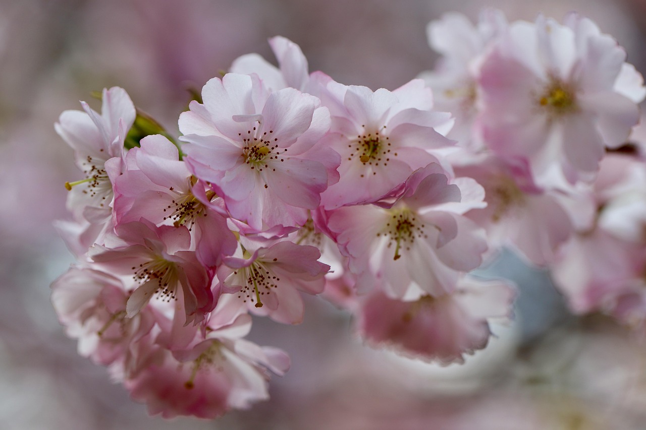 Prunus Serrulata Flower