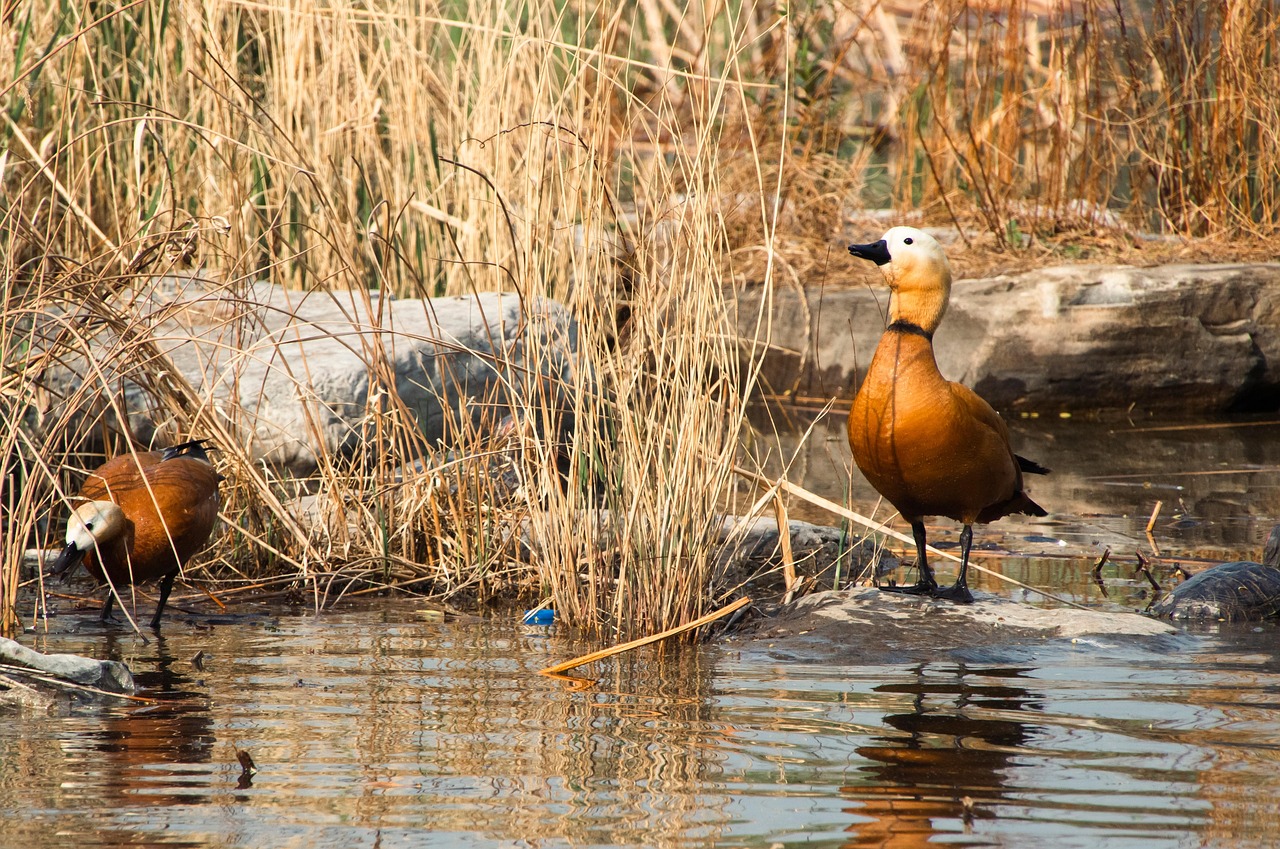 Pond Ruddy Shelduck Anatidae - Free photo on Pixabay - Pixabay
