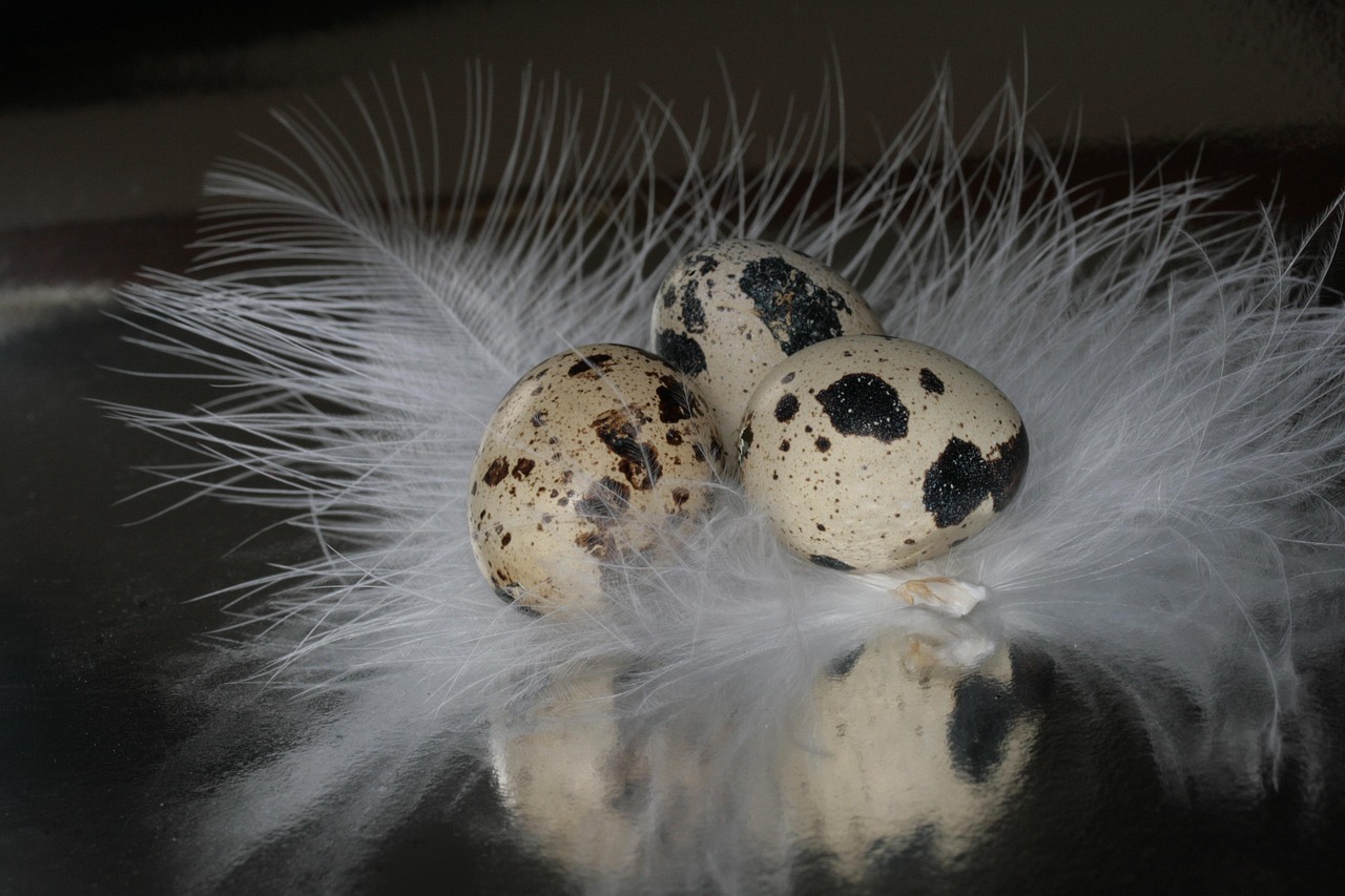 Quail Eggs Feather - Free photo on Pixabay