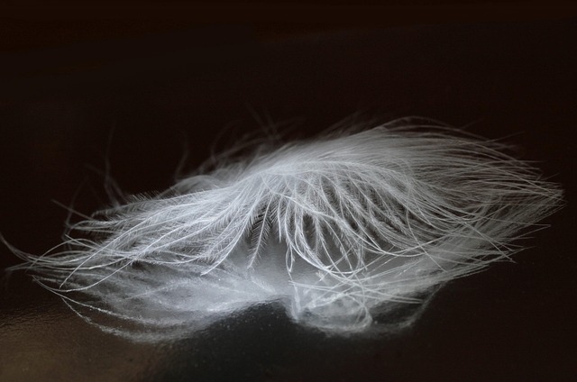 Feather Ease Texture - Free photo on Pixabay - Pixabay