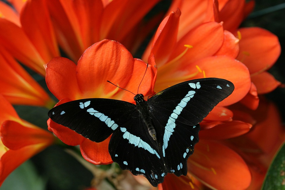 Butterfly Red Flowers Pollination - Free photo on Pixabay