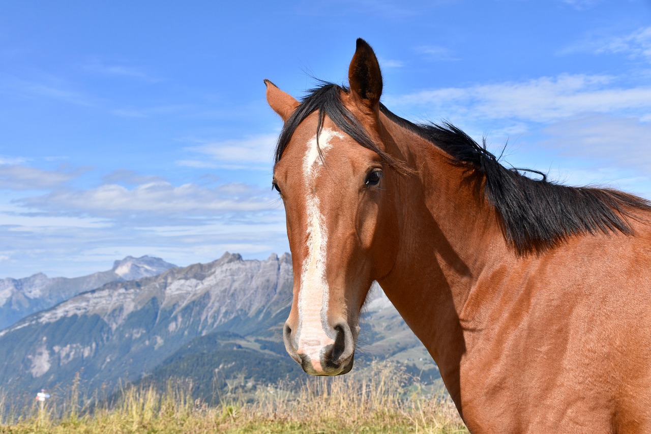 caballo bayo