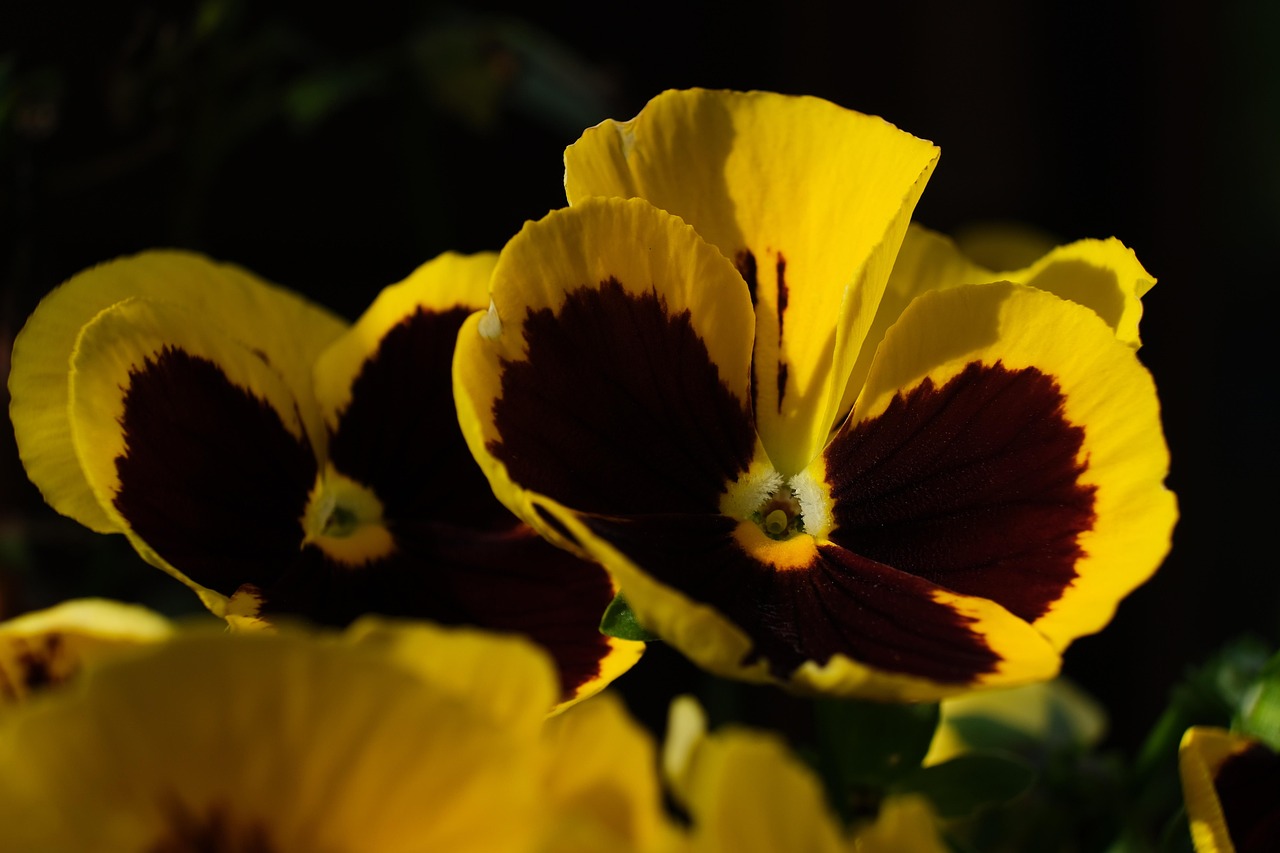 Bunga Banci Kuning - Foto gratis di Pixabay - Pixabay