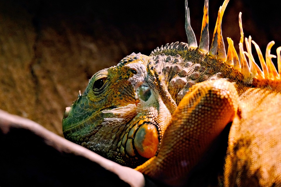 Iguana Reptil Cabeza Fauna - Foto gratis en Pixabay