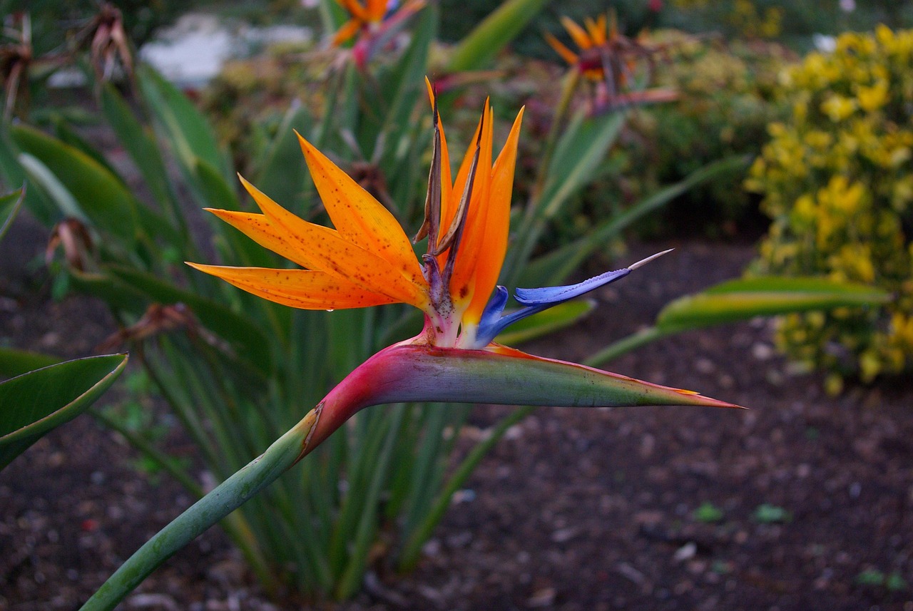 Birds Of Paradise Flower Floral - Free photo on Pixabay - Pixabay