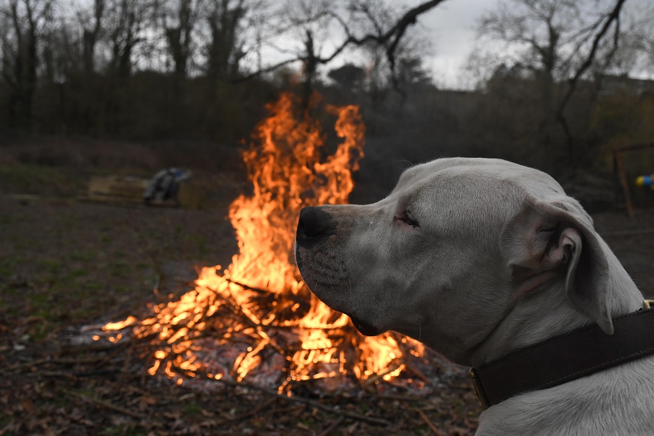 Dogo Dog Animal - Free photo on Pixabay - Pixabay