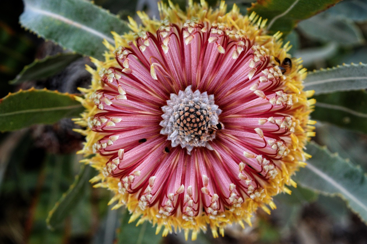 Flower Banksia Botany - Free photo on Pixabay