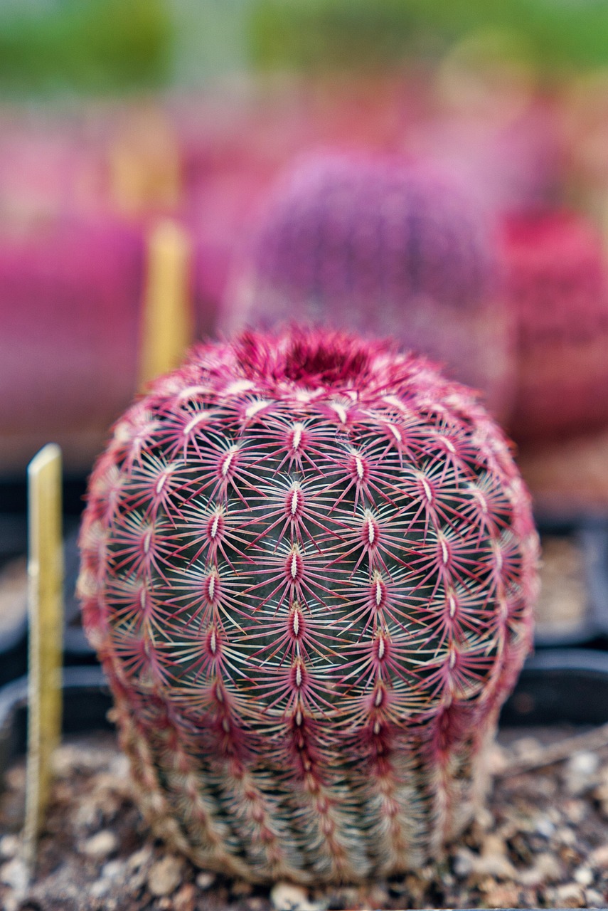 Cactus Desierto Botánica - Foto gratis en Pixabay - Pixabay