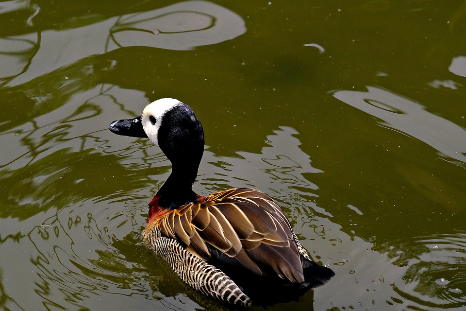Duck Bird Feathers - Free photo on Pixabay