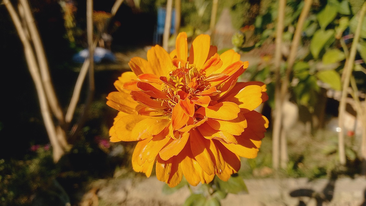 Flowers Picture Flower Images Rose - Free photo on Pixabay - Pixabay