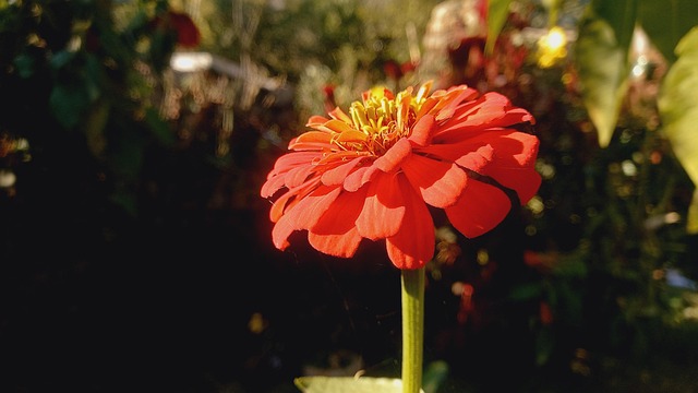 Flowers Picture Flower Images Rose - Free photo on Pixabay - Pixabay