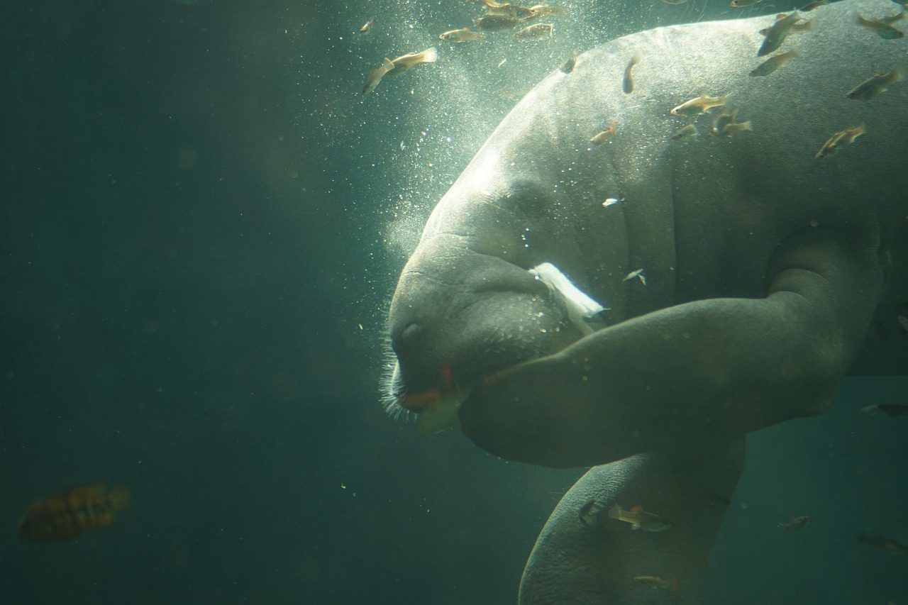 Animal Manatí Acuario - Foto gratis en Pixabay - Pixabay