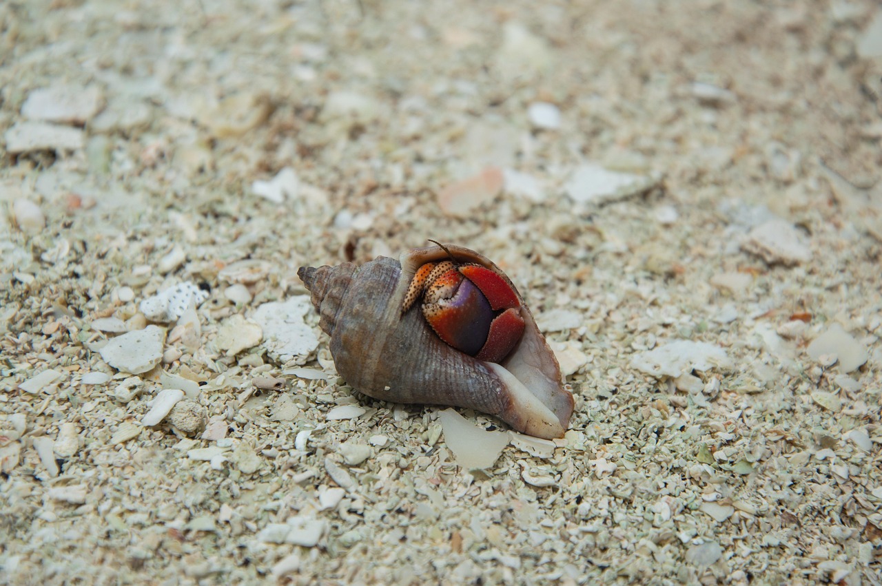 Krabbe Hülse Tropische Insel - Kostenloses Foto auf Pixabay