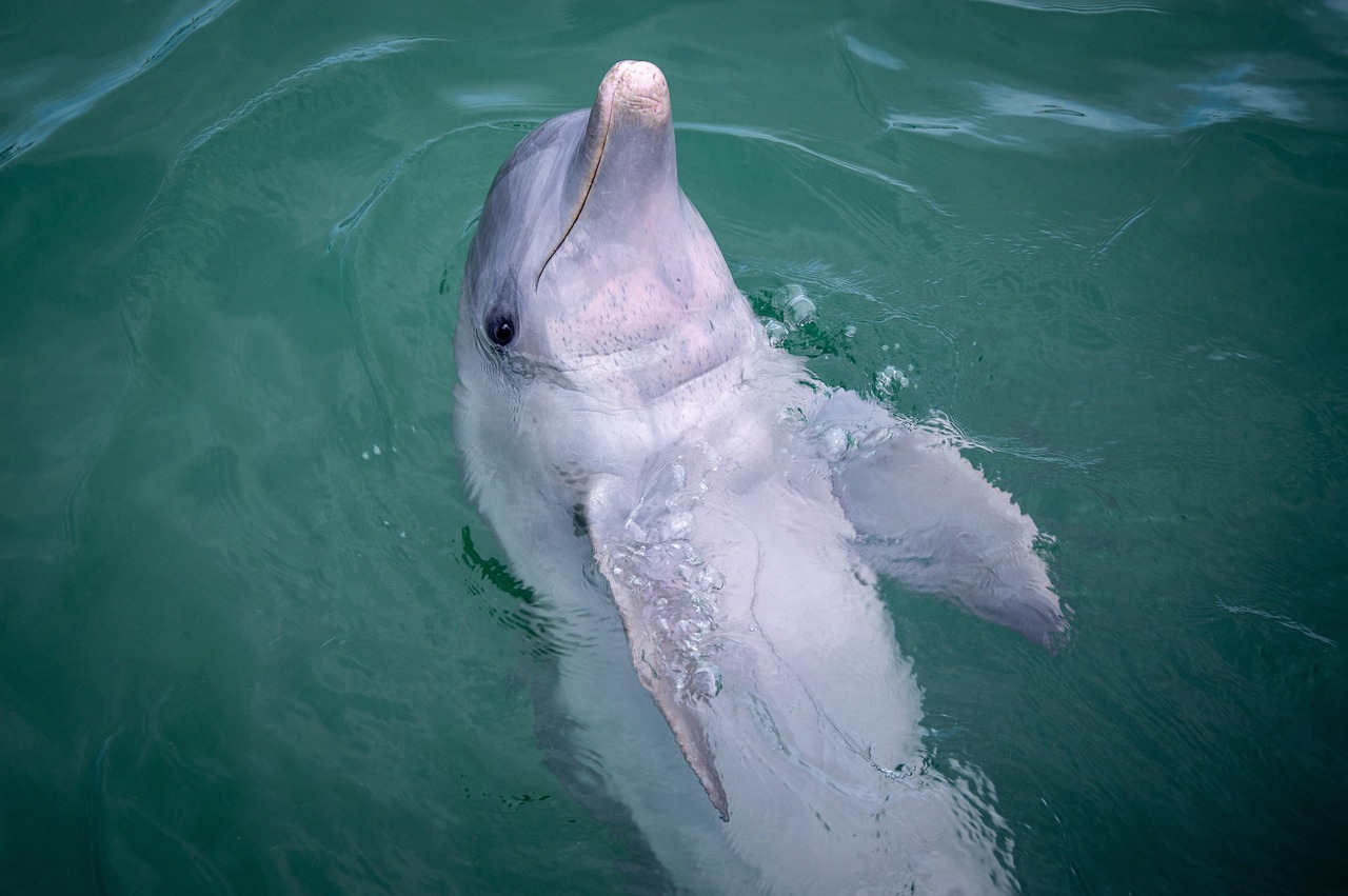 Dolphin Dolphinarium Ocean - Free photo on Pixabay - Pixabay