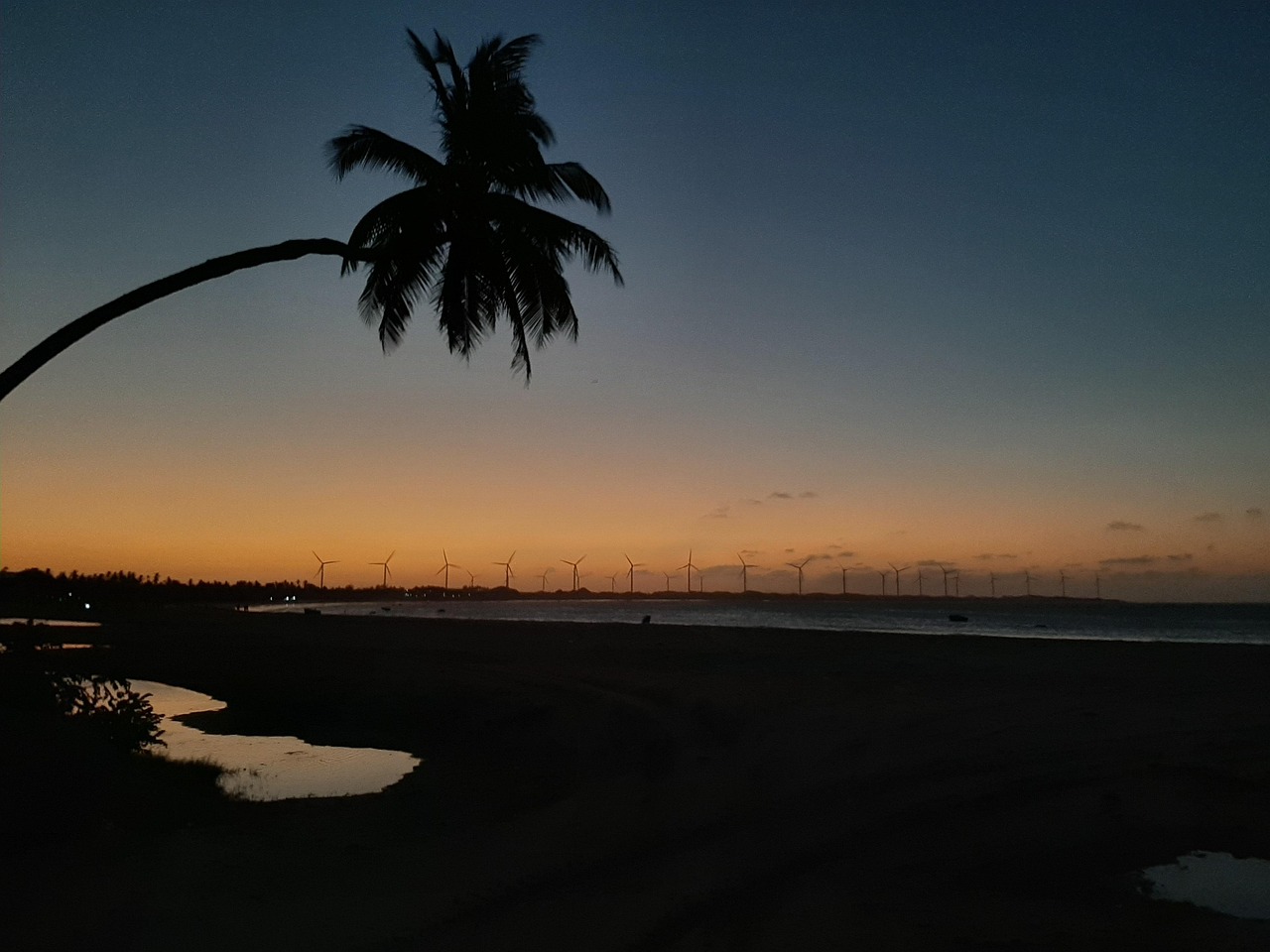 Brazil Brasil Palm Tree - Free photo on Pixabay - Pixabay