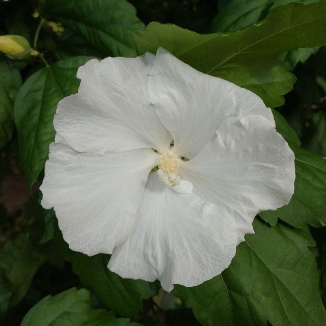 Fleur Blanche - Photo gratuite sur Pixabay - Pixabay