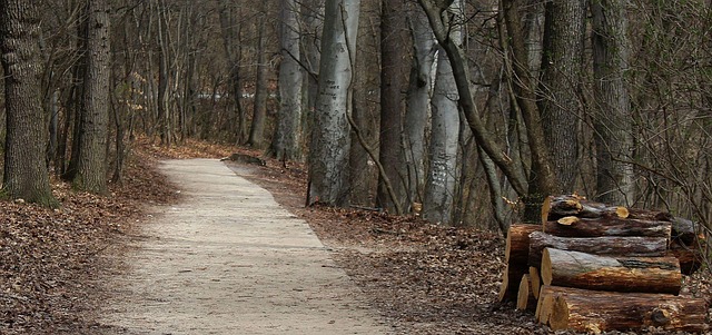 Naturaleza Bosque Madera Inicio - Foto gratis en Pixabay - Pixabay
