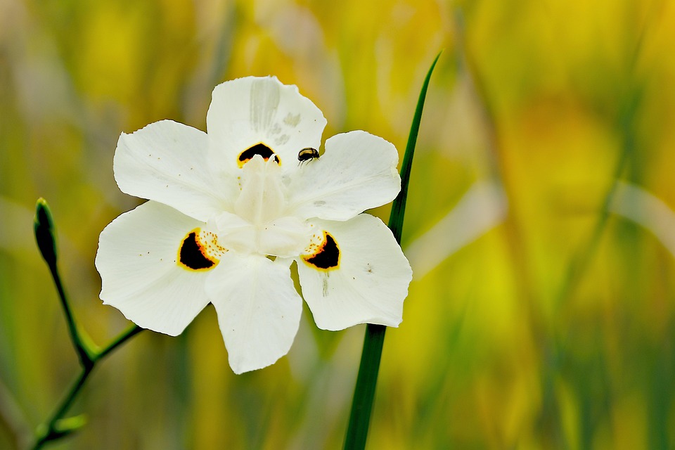 Flower White Irish - Free photo on Pixabay - Pixabay