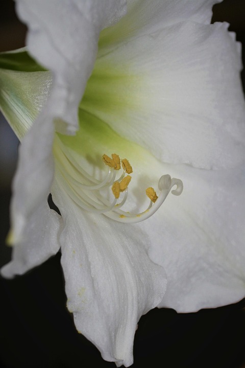 Amaryllis Floare Pistile Polenul - Fotografie gratuită pe Pixabay - Pixabay