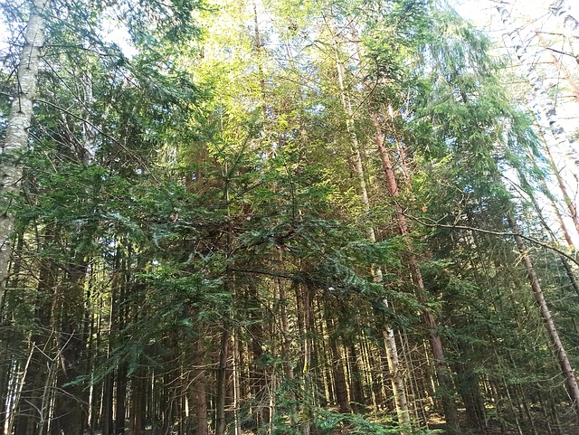 Wald Die Natur Fichte - Kostenloses Foto auf Pixabay - Pixabay