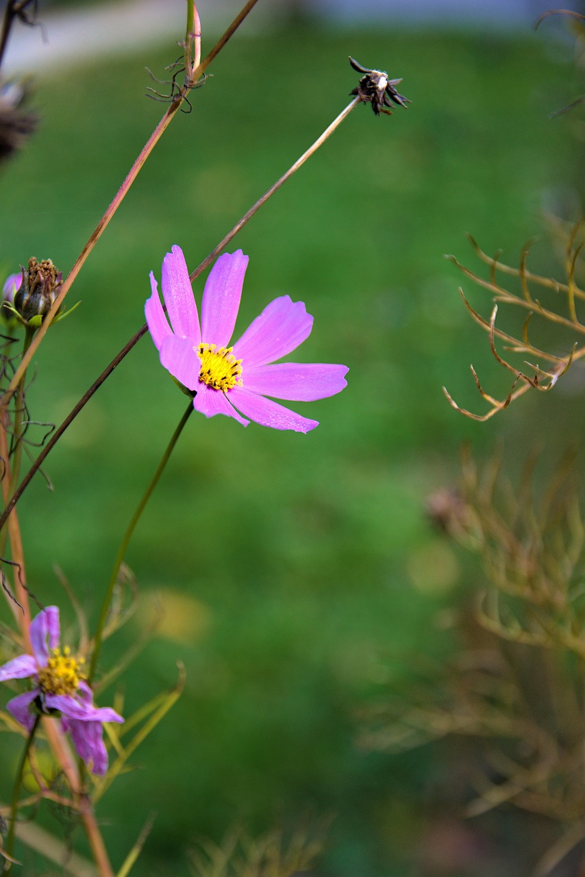Bunga-Bunga Hijau - Foto gratis di Pixabay - Pixabay