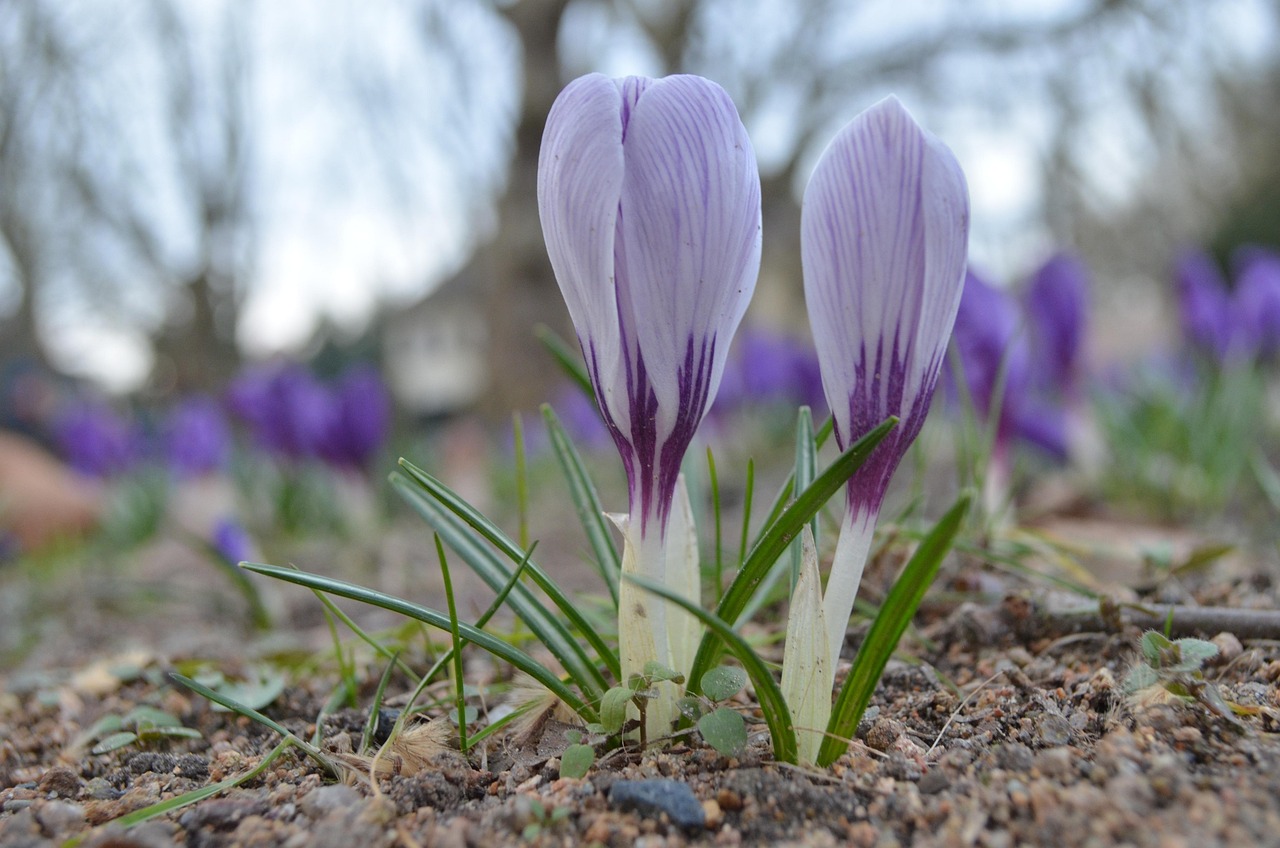 Purple Crocuses - Free photo on Pixabay