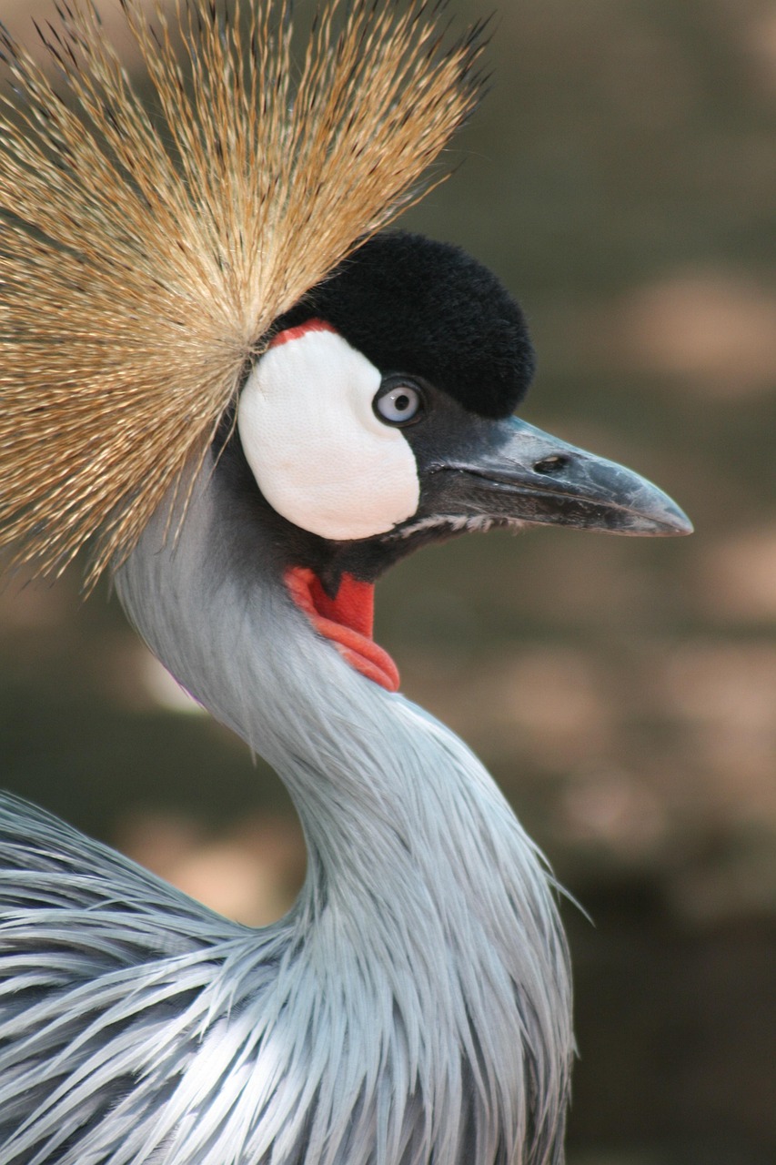 30,000+ Free Crane Bird & Crane Images - Pixabay