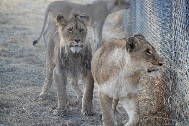 Lion Leone Safari - Free photo on Pixabay - Pixabay